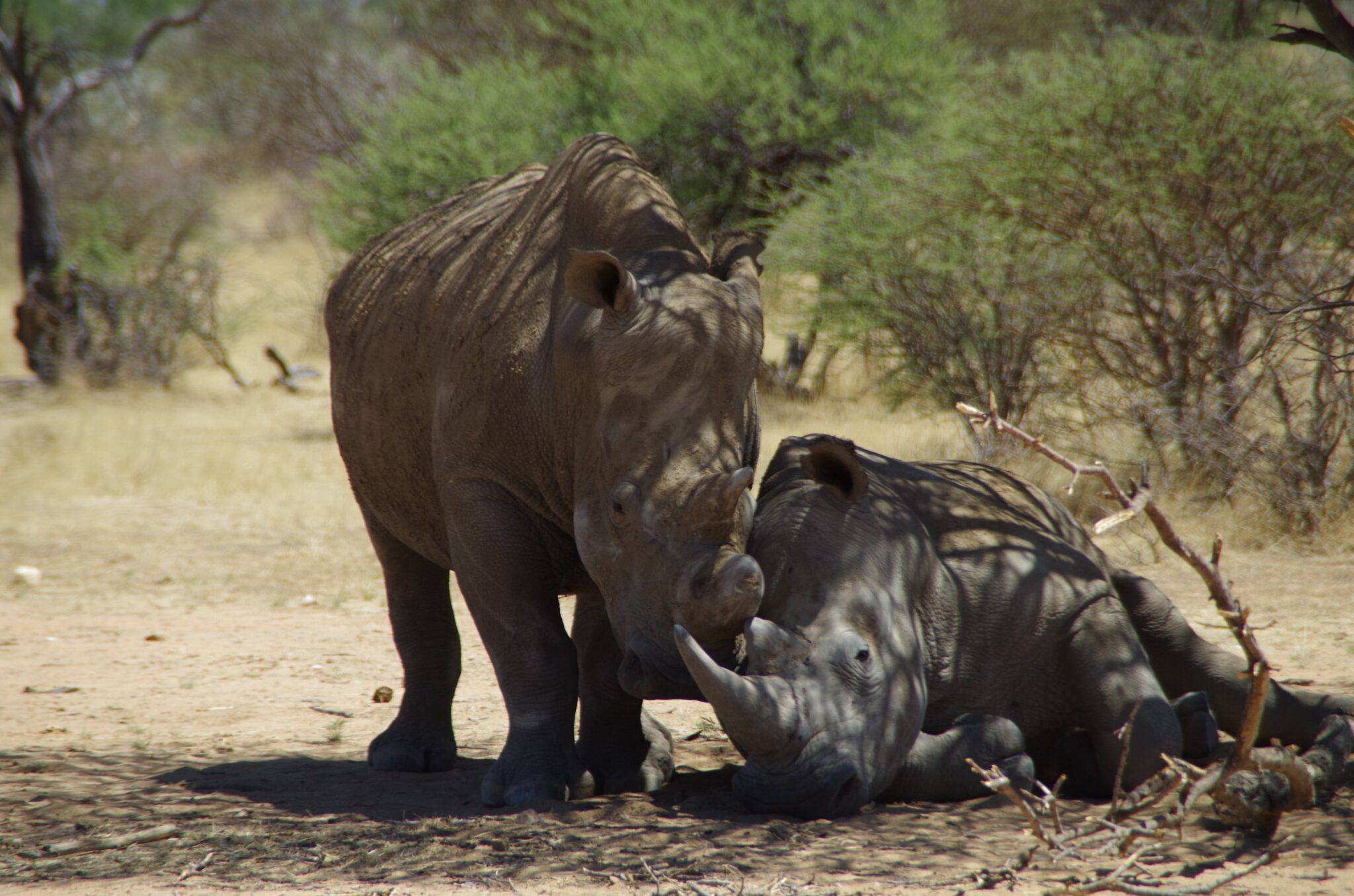 Namibia is home to Black Rhino and White Rhinos - RARE NAMIBIA